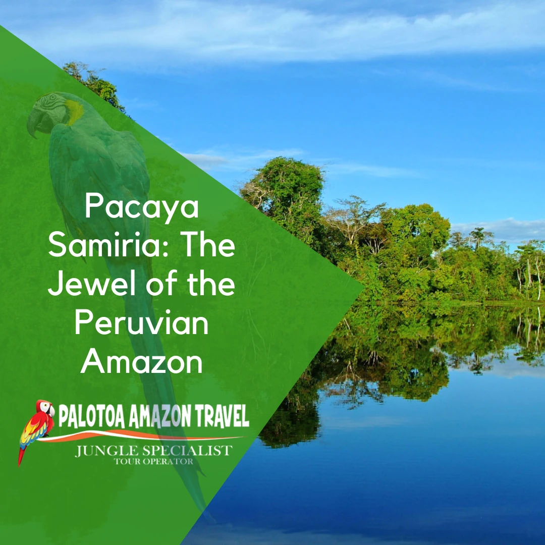 Pacaya Samiria: The Jewel of the Peruvian Amazon - 2024