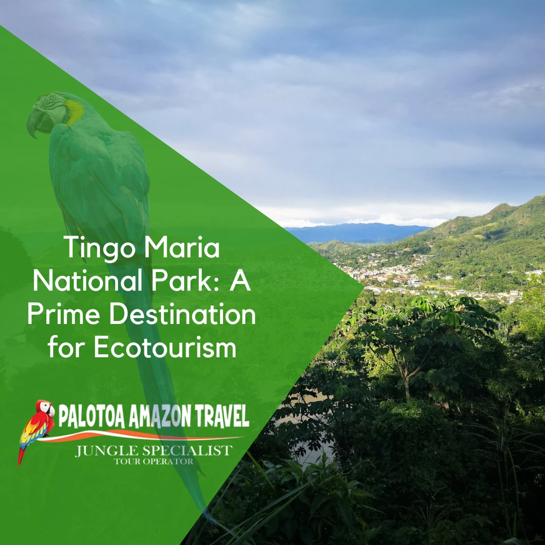 Tingo Maria National Park - Palotoa Amazon Travel 2024