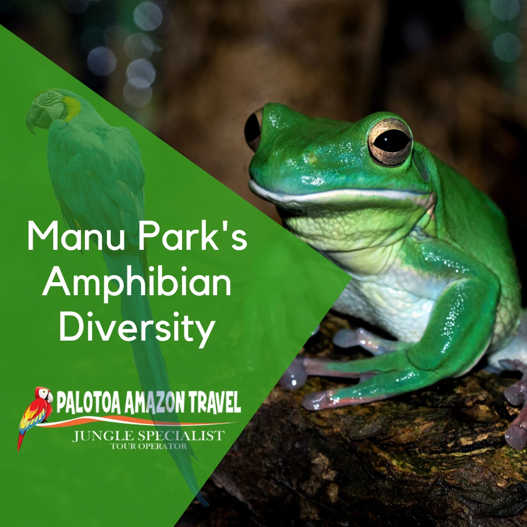 Manu Park's Amphibian Diversity - Palotoa Amazon Travel