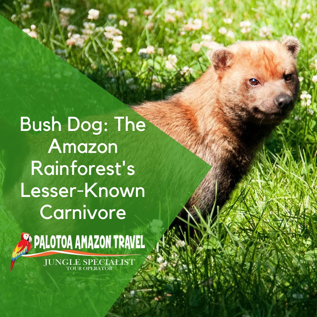 Bush Dog: The Amazon Rainforest's Lesser-Known Carnivore - 2024