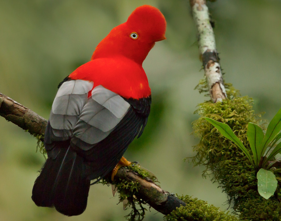 Palotoa Amazon Travel | Manu Park | Manu Cultural | Tambopata