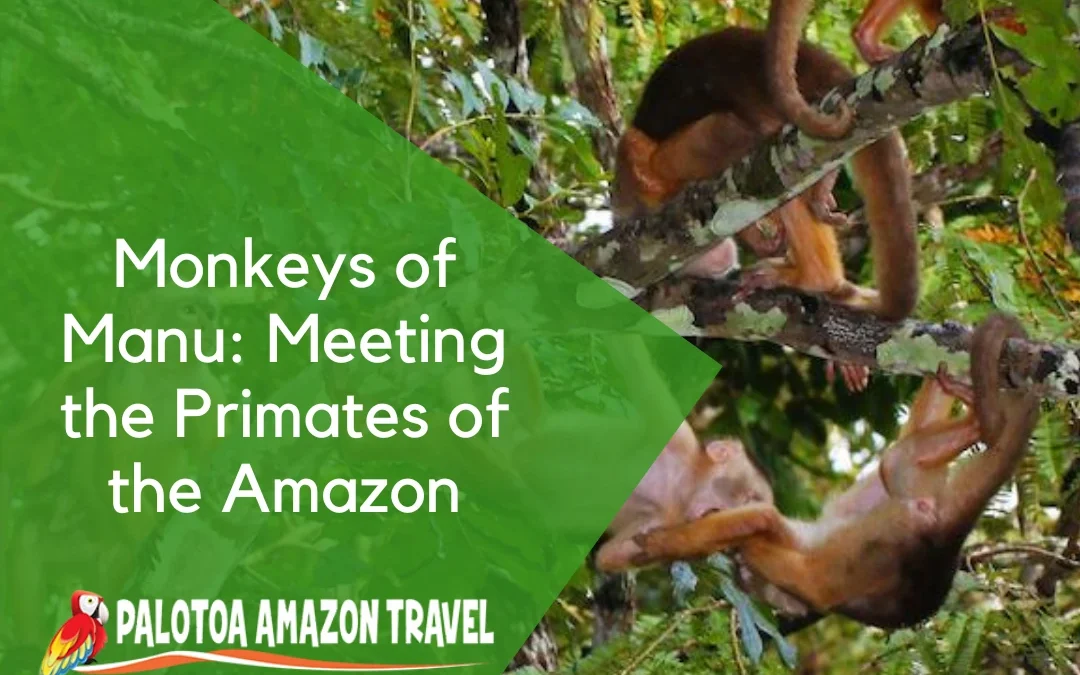 Manu River: Amazon Rainforest's Vital Waterway - Palotoa Amazon Travel