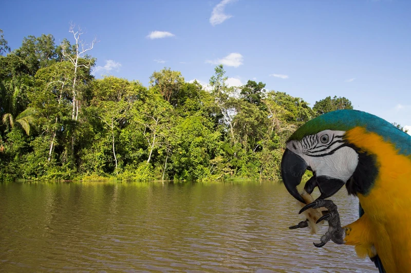 The Annual Migration in the Amazon - Palotoa Amazon Travel