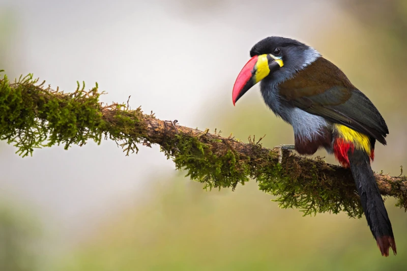 Birding in Manu: A Checklist for Enthusiasts - Palotoa Amazon Travel