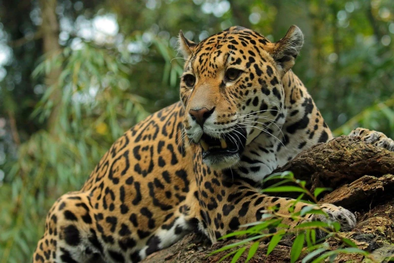Most Threatened Animals in the Amazon Rainforest - Palotoa Amazon Travel