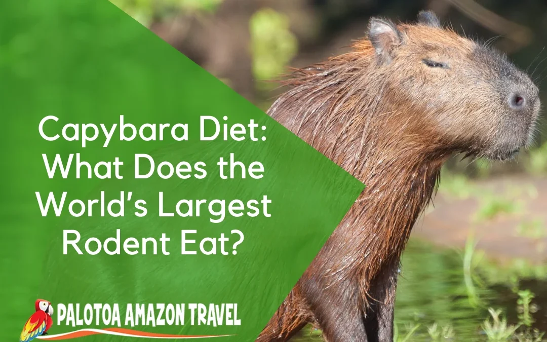 Ecotourism in Cordillera Azul: Sustainability in the Amazon 2024