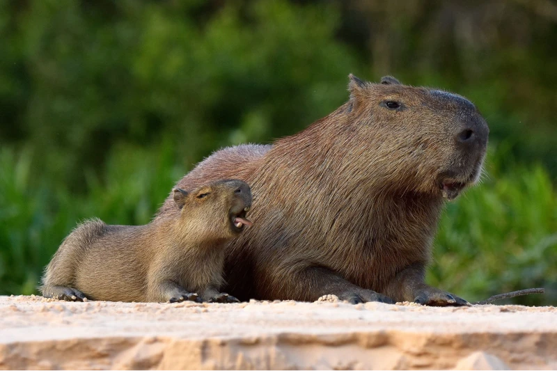 Capybara Diet: What Does the World’s Largest Rodent Eat? (2024)