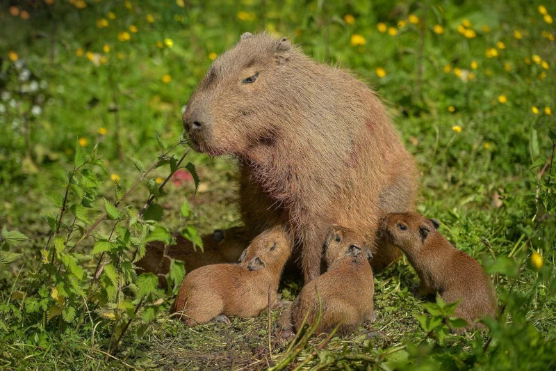 Capybara Diet: What Does the World’s Largest Rodent Eat? (2024)