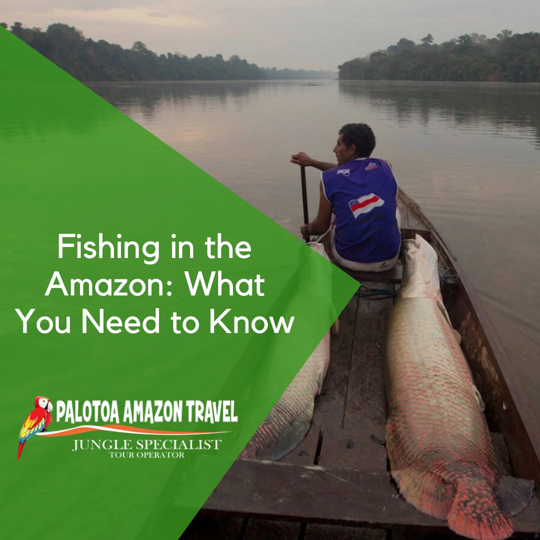 Fishing in the Amazon: What You Need to Know - Palotoa Amazon Travel