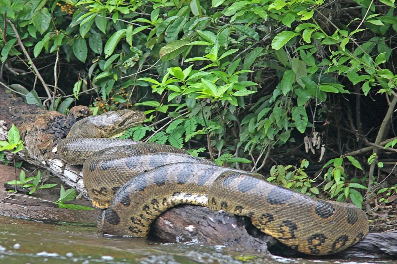 Top 8 Dangerous Animals of the Amazon - Palotoa Amazon Travel