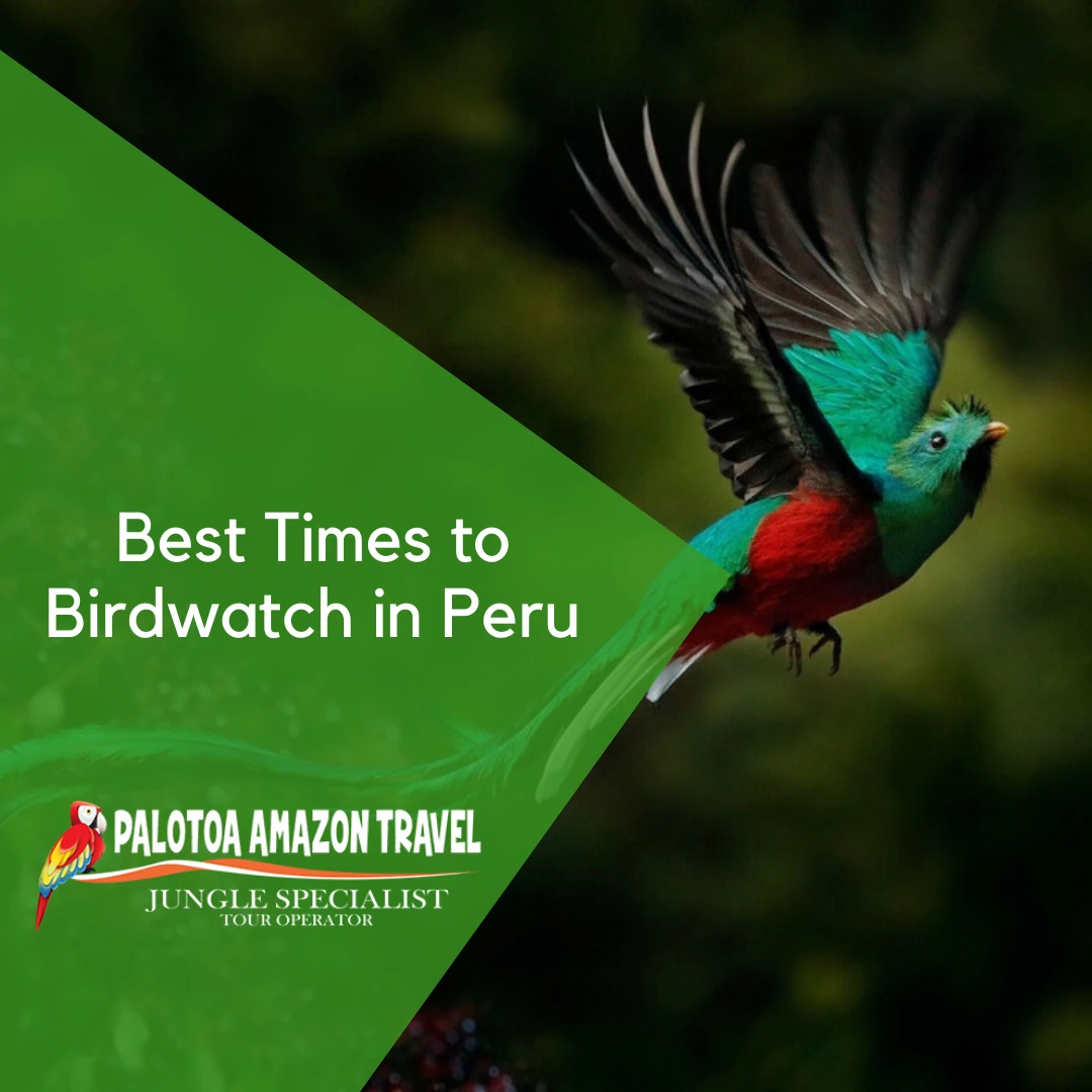 Best Times to Birdwatch in Peru - Palotoa Amazon Travel