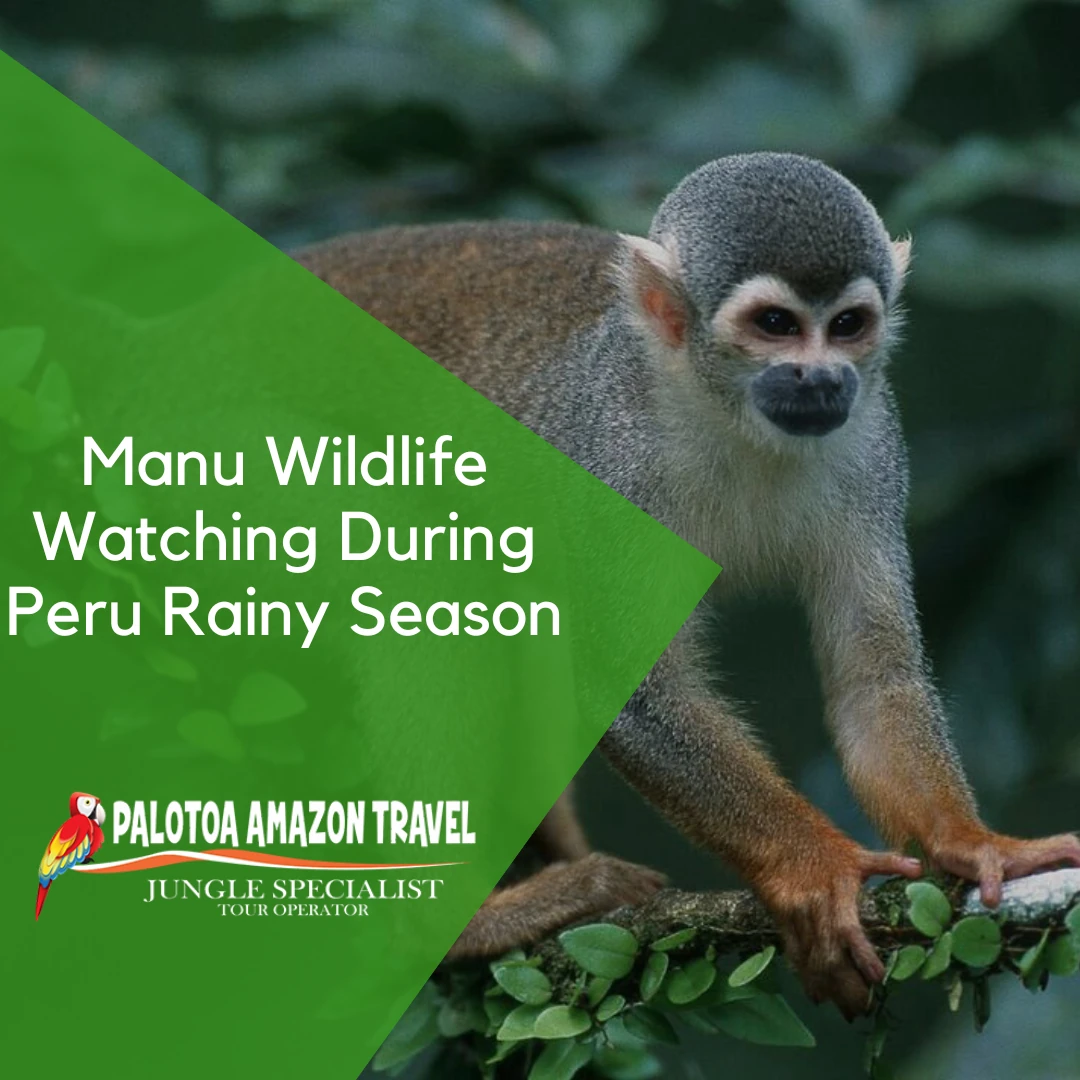 Palotoa Amazon Travel | Manu Park | Manu Cultural | Tambopata
