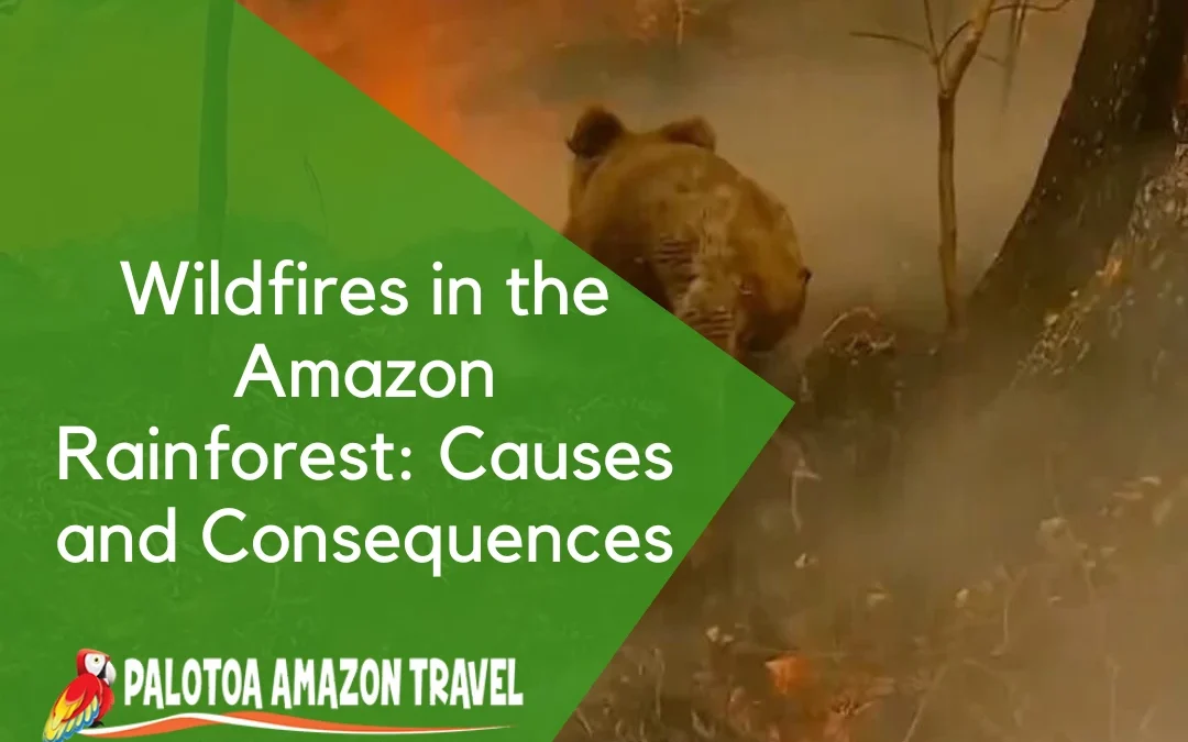 Top 8 Dangerous Animals of the Amazon - Palotoa Amazon Travel