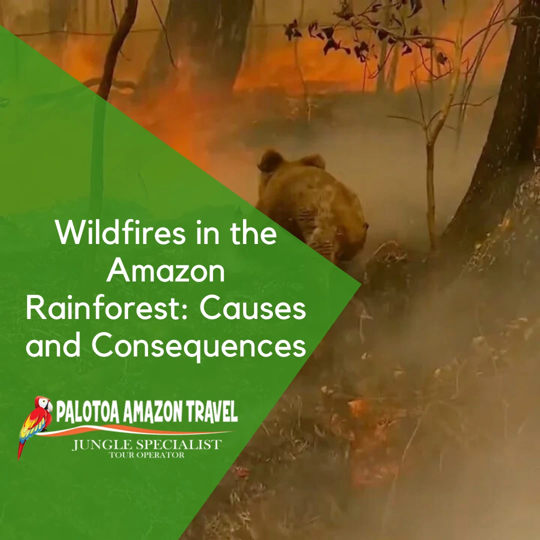 Wildfires in the Amazon Rainforest: Causes and Consequences (2024)