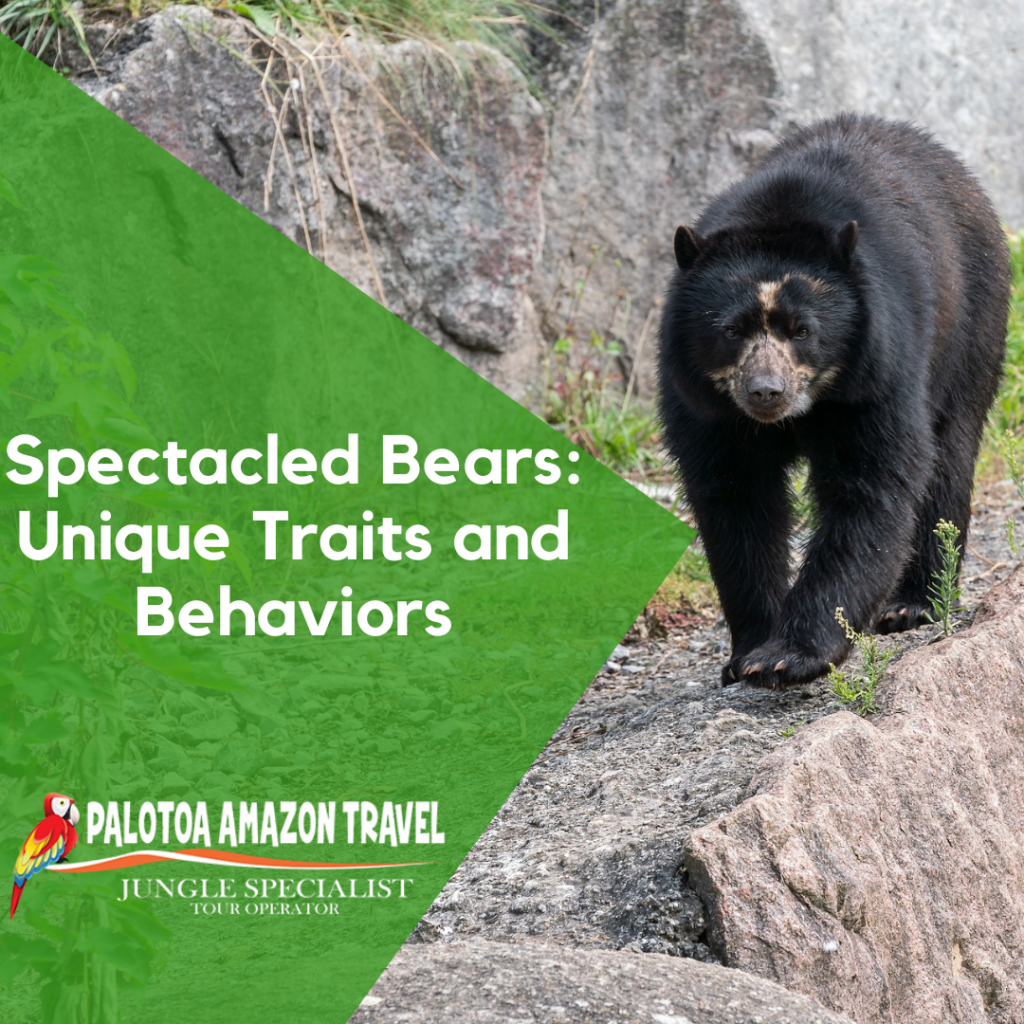 Spectacled Bears: Unique Traits and Behaviors - Palotoa Amazon